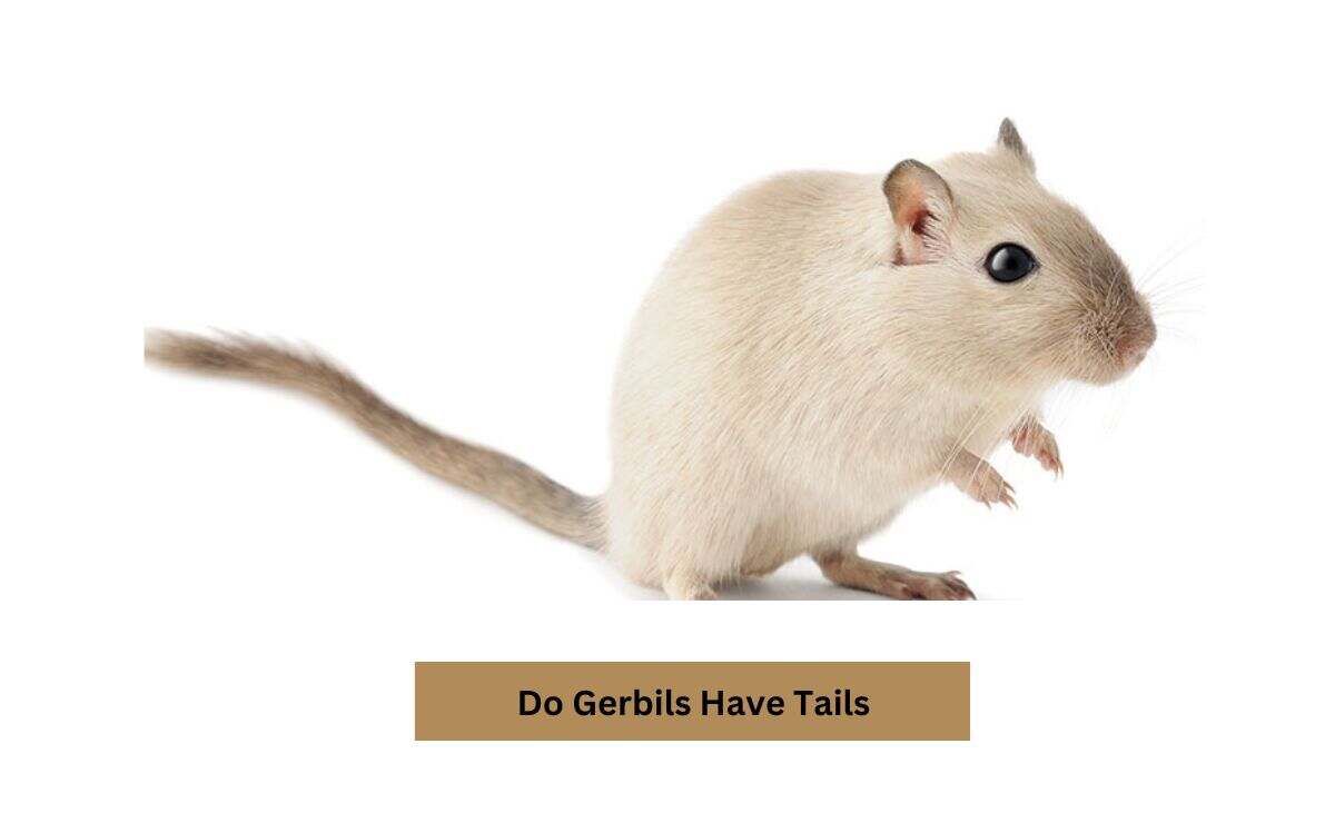 Do Gerbils Have Tails? Know Interesting Tail Facts | Furry Passion