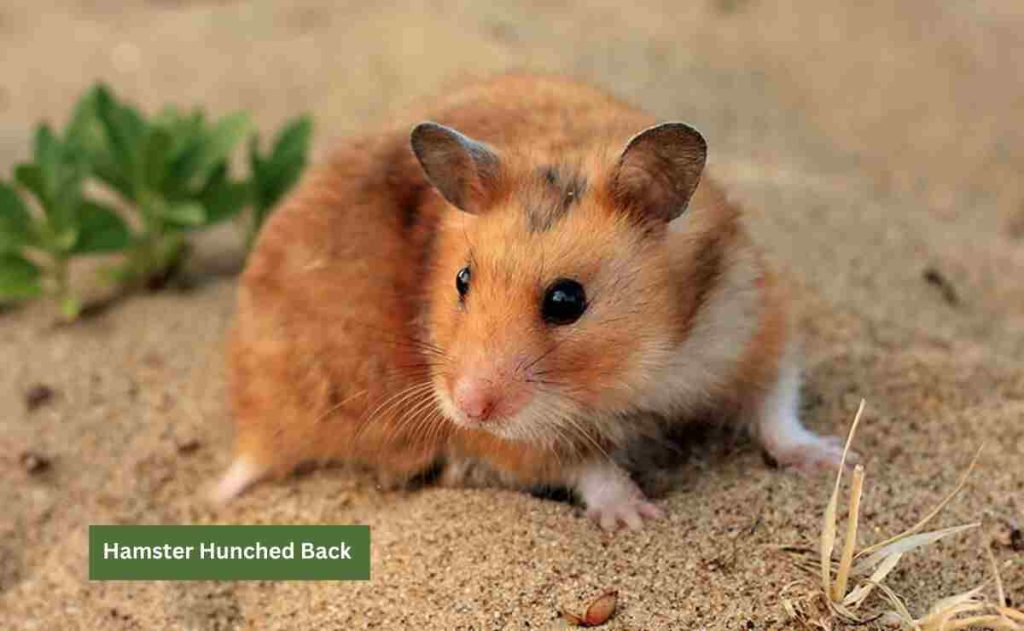Hamster Hunched Back - 5 Common Reasons | Furry Passion
