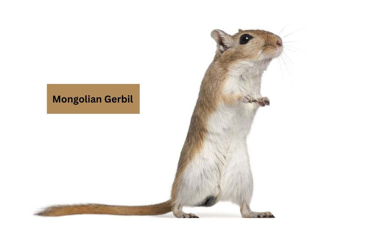 Do Gerbils Have Tails? Know Interesting Tail Facts | Furry Passion