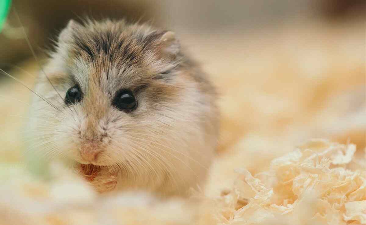 Hamster Hunched Back - 5 Common Reasons | Furry Passion