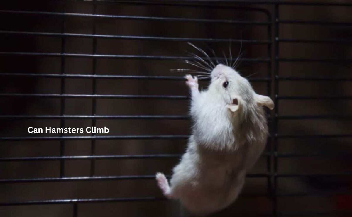 How High Can Hamsters Jump? | Furry Passion