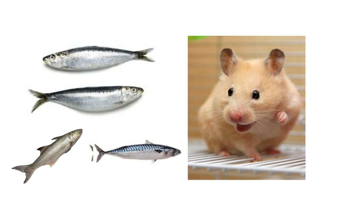 Can Hamsters Eat Fish? Everything You Need To Know | Furry Passion