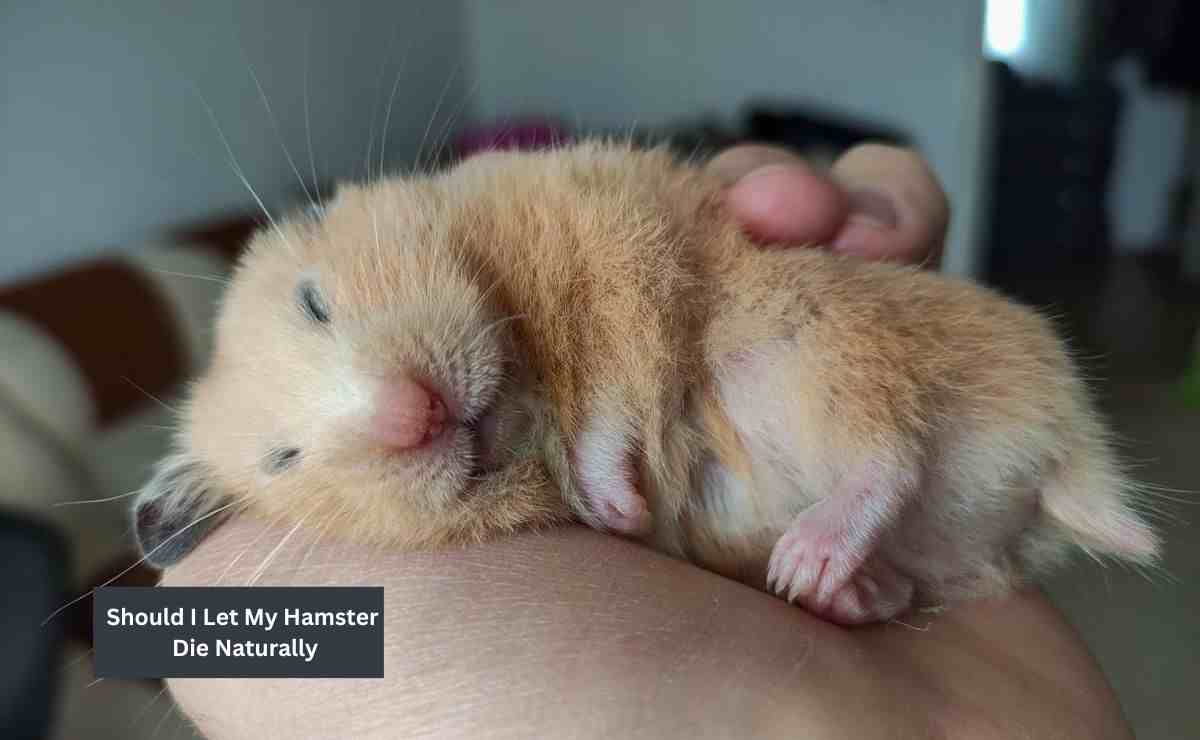 Should I Let My Hamster Die Naturally? | Furry Passion