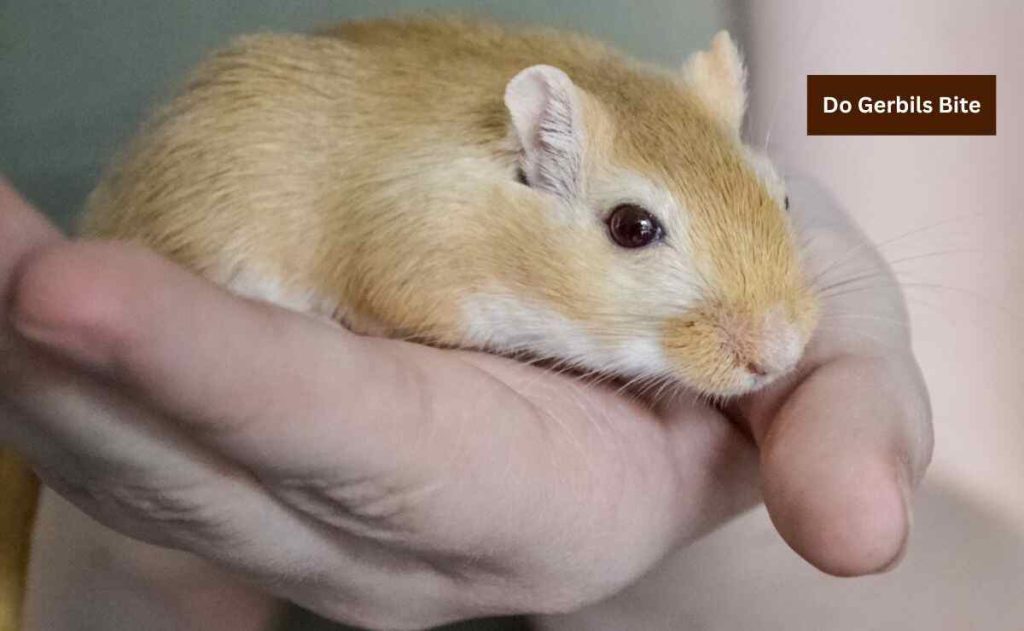 Do Gerbils Bite? Know The Facts | Furry Passion