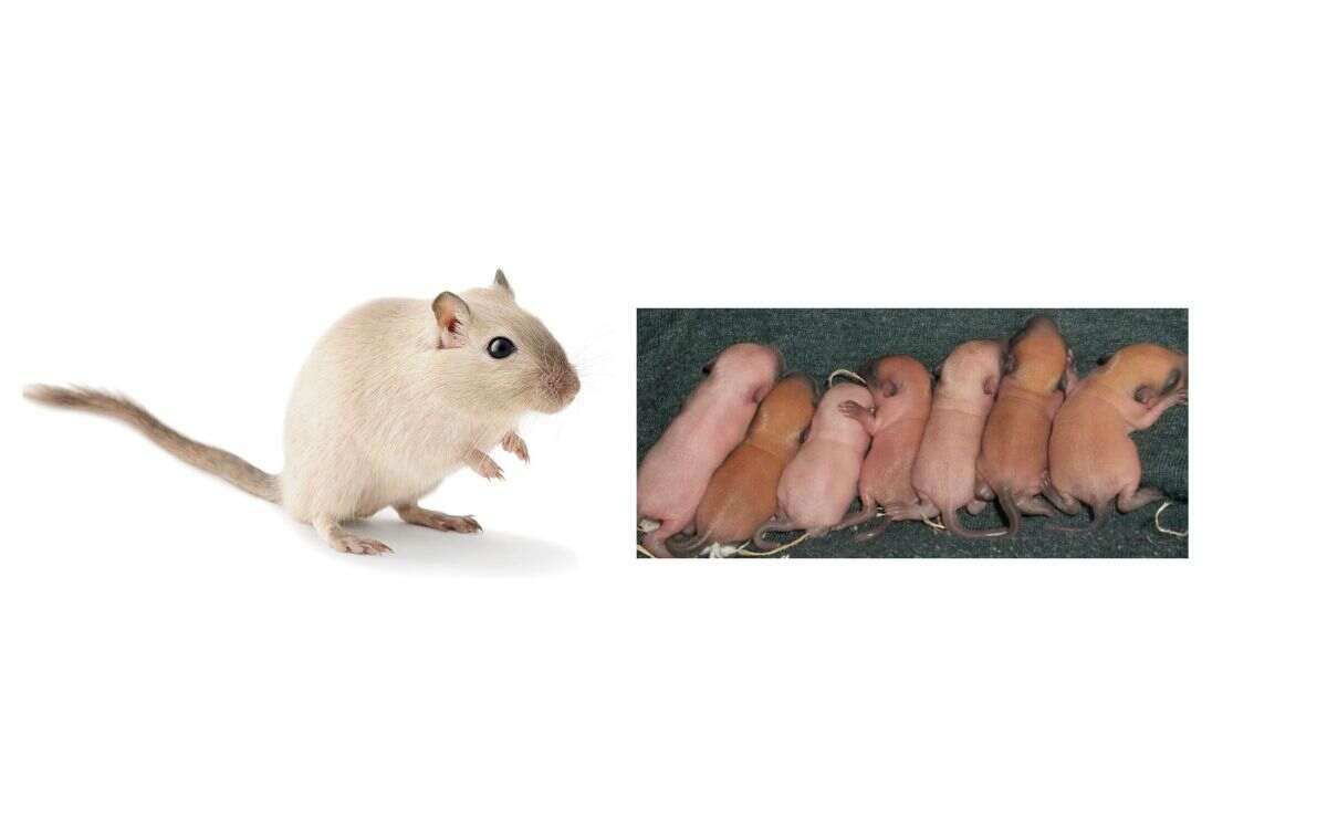 Why Do Gerbils Eat Their Babies? 10 Common Reasons | Furry Passion