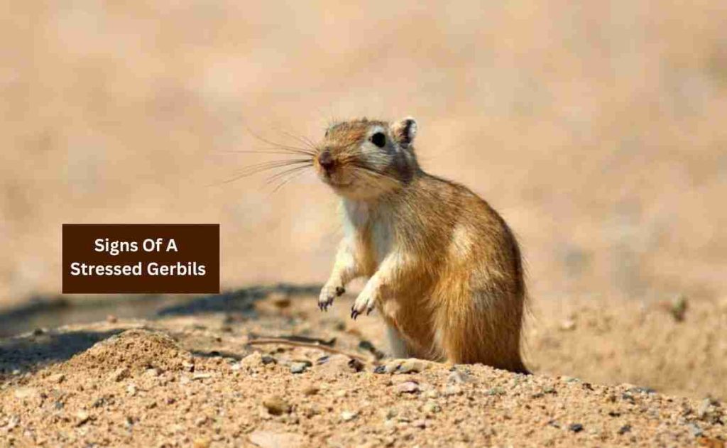 10 Signs Of A Stressed Gerbils That You Must Notice | Furry Passion