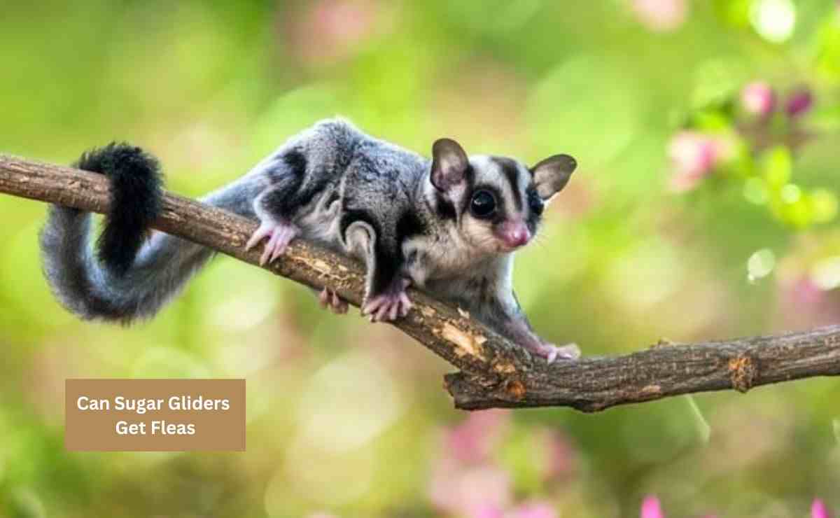 Can Sugar Gliders Get Fleas? Know The Truth | Furry Passion