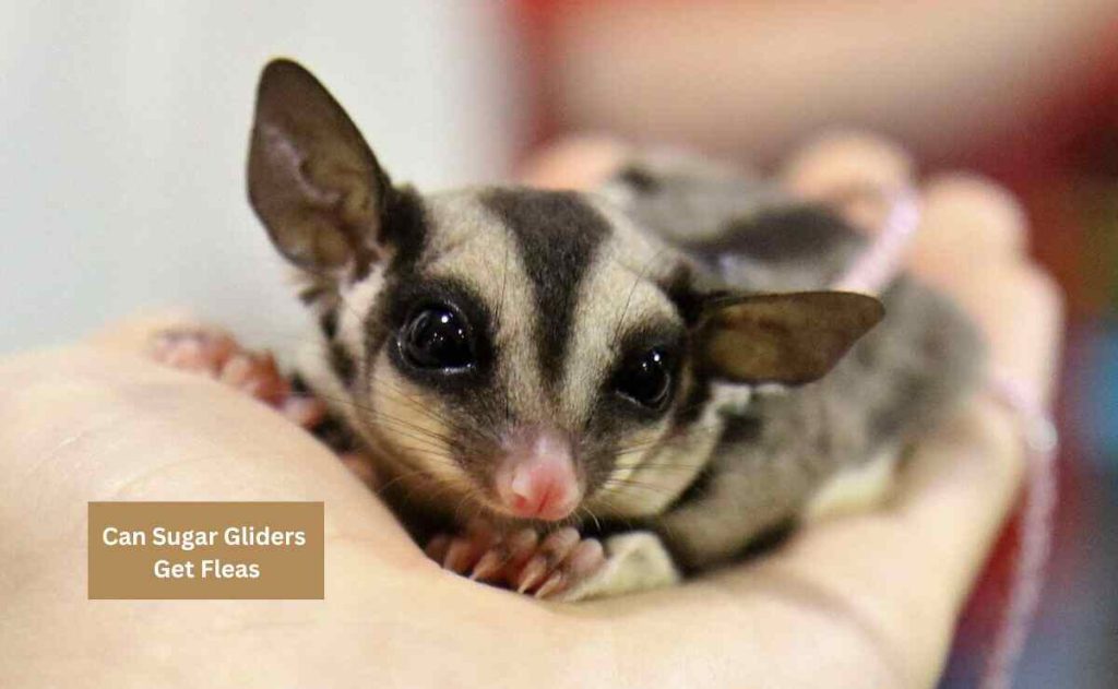 Can Sugar Gliders Get Fleas? Know The Truth | Furry Passion
