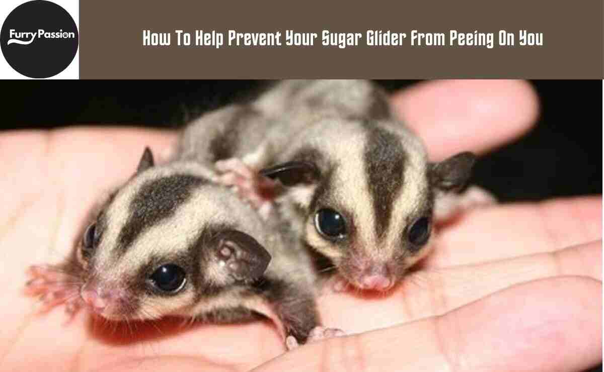 Why Does My Sugar Glider Pee on Me? | Furry Passion Why Does My Sugar Glider Pee on Me? | Furry Passion