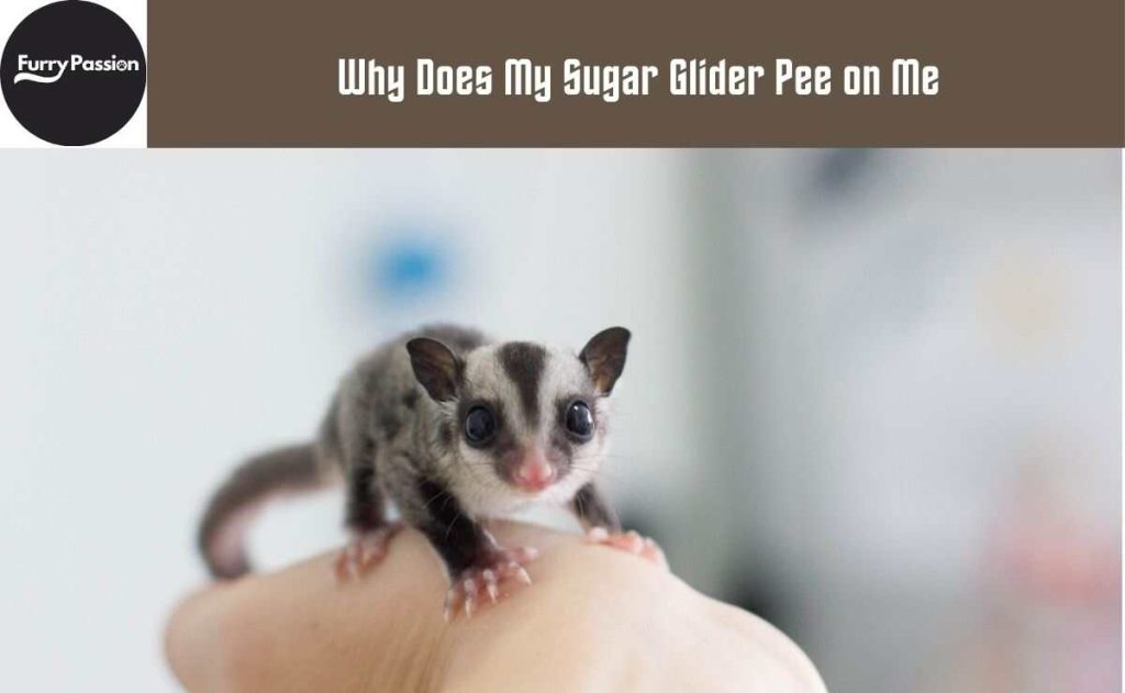 Why Does My Sugar Glider Pee on Me? | Furry Passion Why Does My Sugar Glider Pee on Me? | Furry Passion