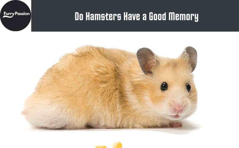 Do Hamsters Have a Good Memory? | Furry Passion