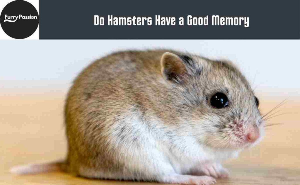 Do Hamsters Have a Good Memory? | Furry Passion