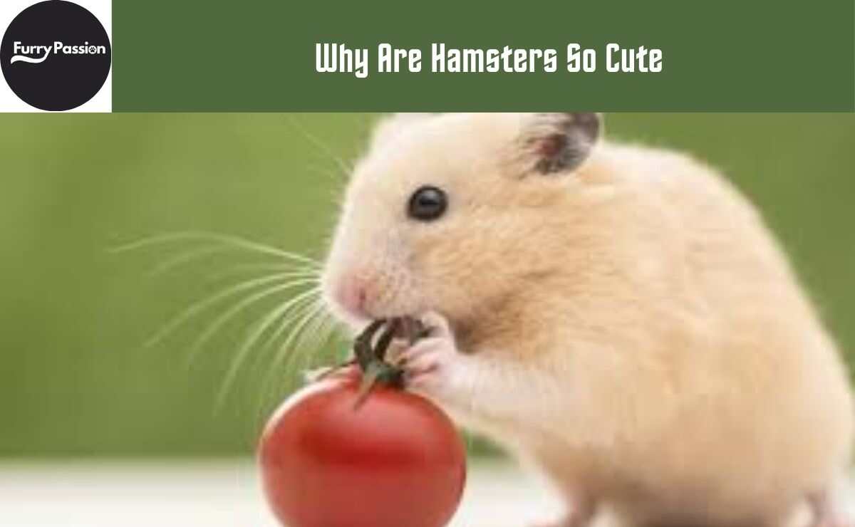 Why Are Hamsters So Cute? Find Out The Secrets | Furry Passion