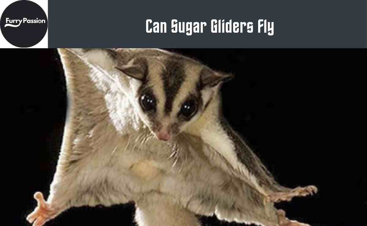 Can Sugar Gliders Fly? Discover The Truth | Furry Passion