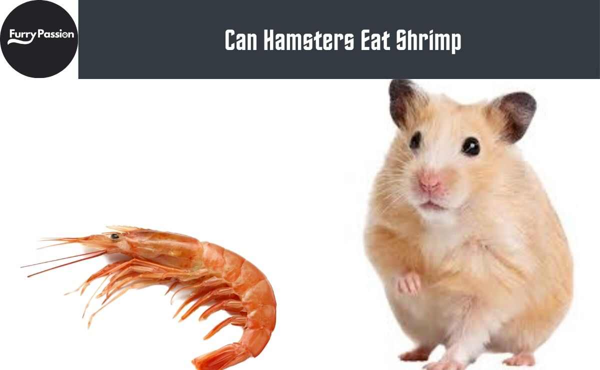 Can Hamsters Eat Shrimp? | Furry Passion